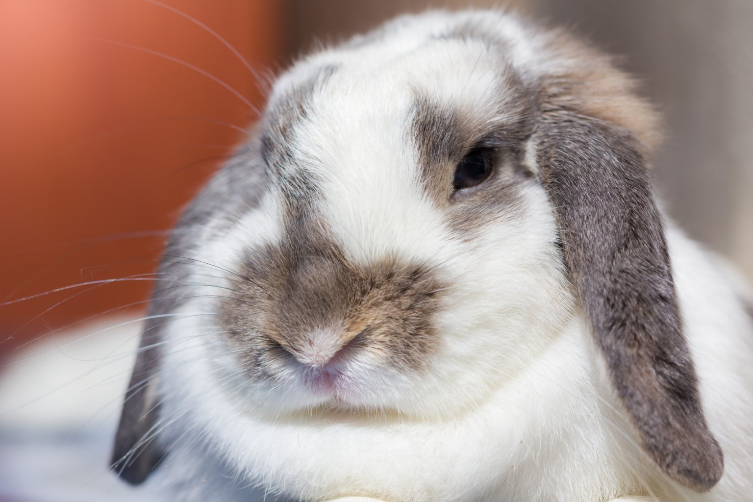 Les caractéristiques du lapin bélier : à lire avant d'adopter