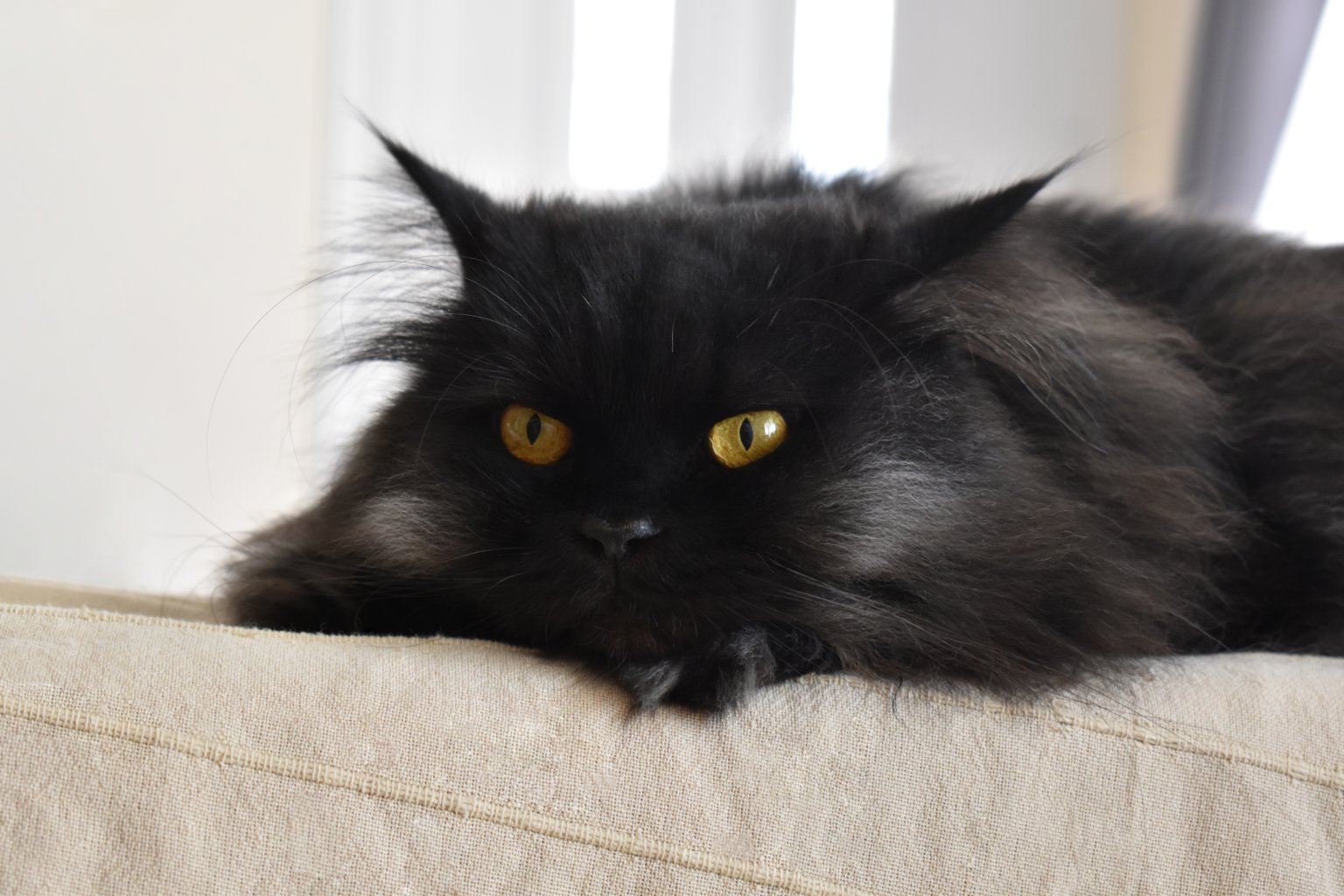 9 choses à savoir sur le chat persan