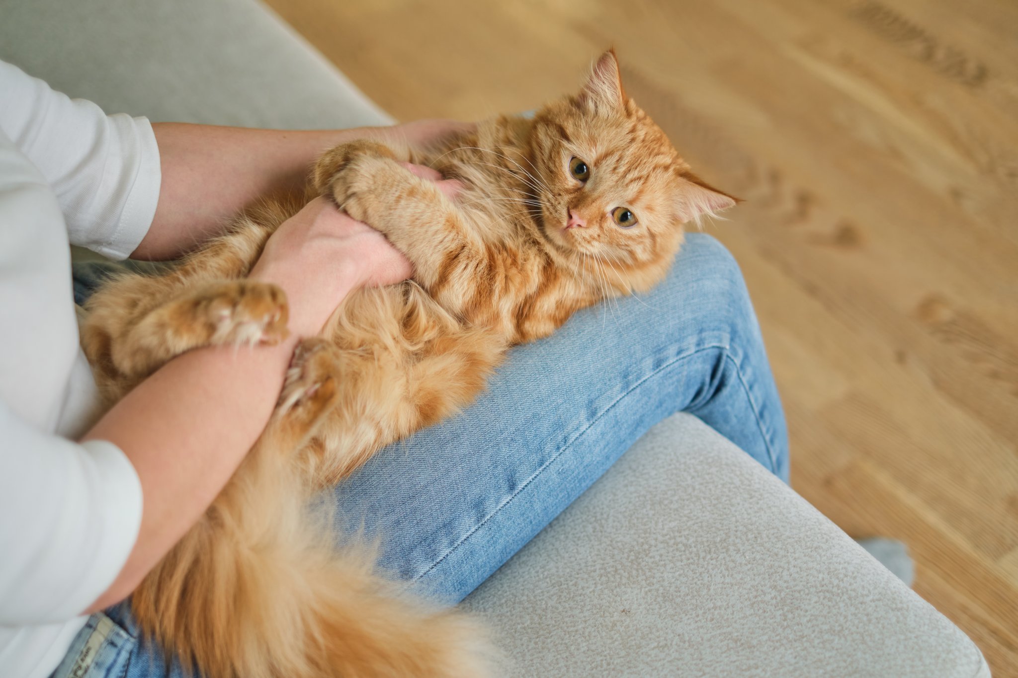 Comment apprendre à un chat à venir sur les genoux