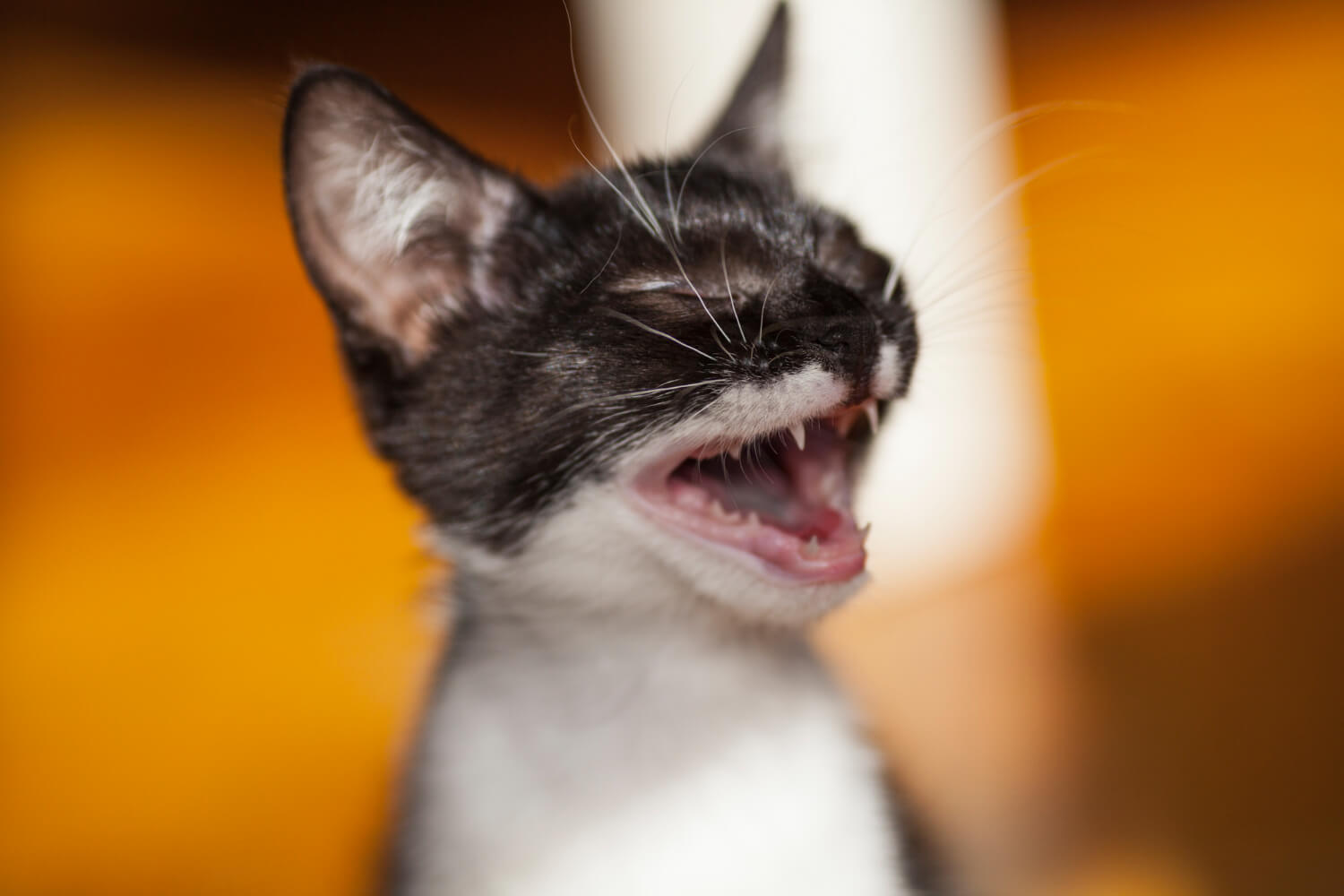 Apprendre à un chat à moins miauler facilement