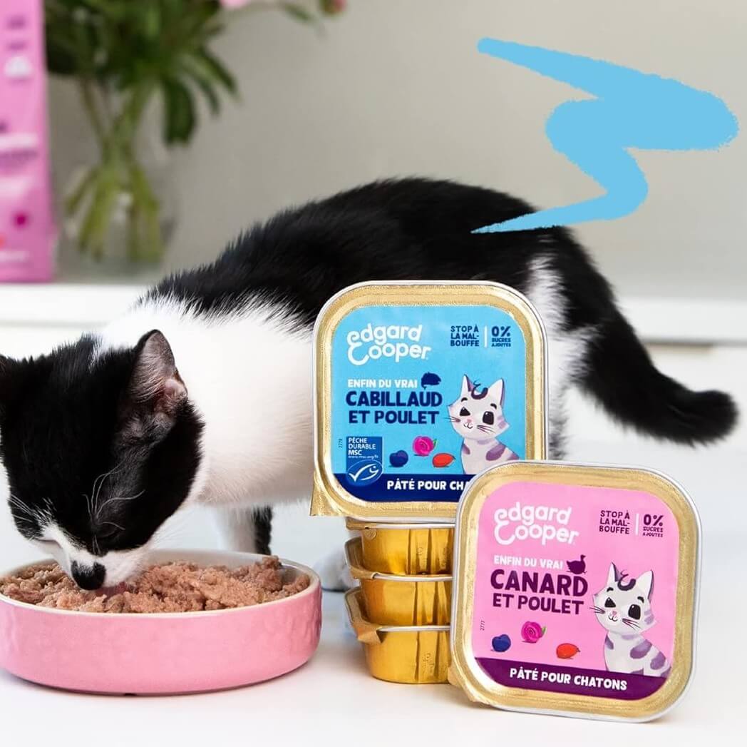 Un chat peut-il manger de la peau de saumon ? - Animal Societe